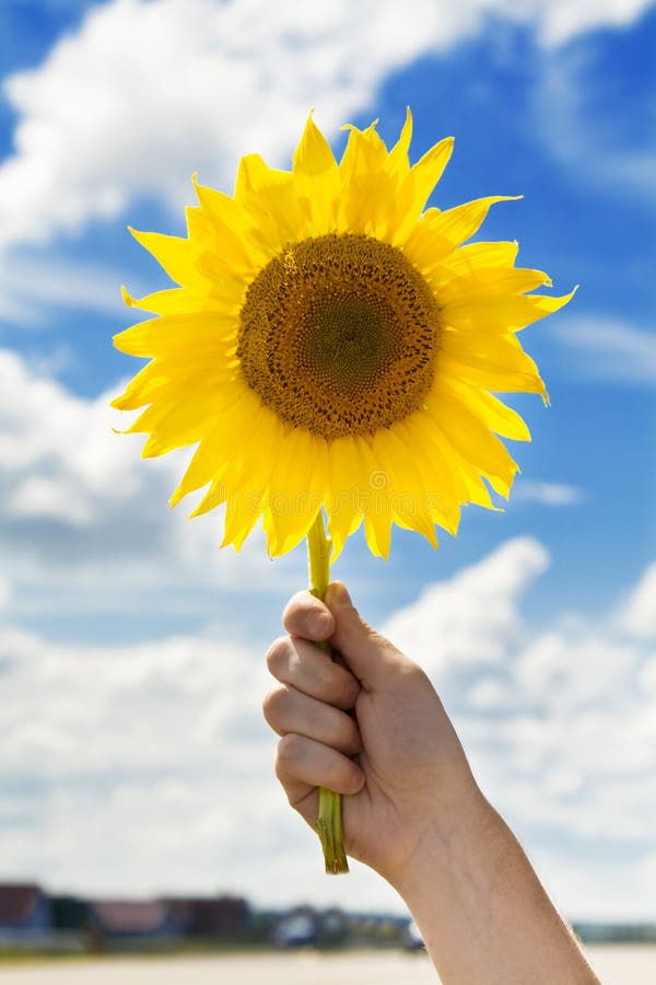 Sunflower In Hand. Nature Background Of Sunflower Blossom In Open Hands ...