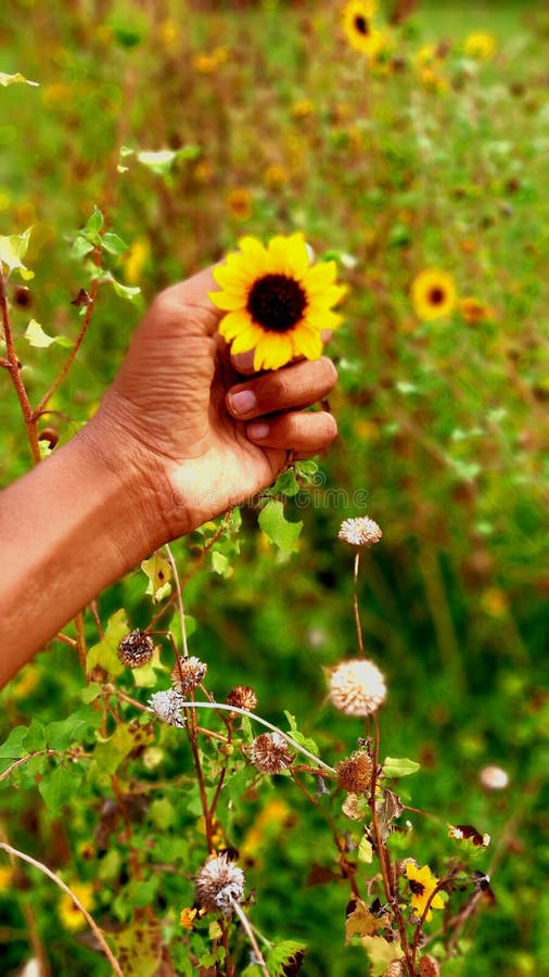 Sunflower with hand stock image. Image of meadow, flower - 253619297
