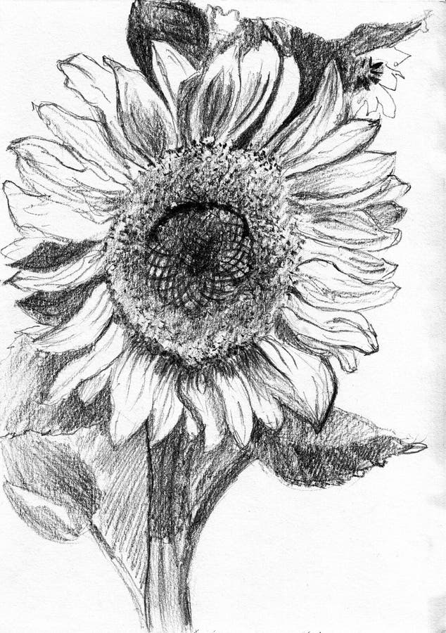 Sunflower Hand Drawn Monochrome Illustration Stock Vector