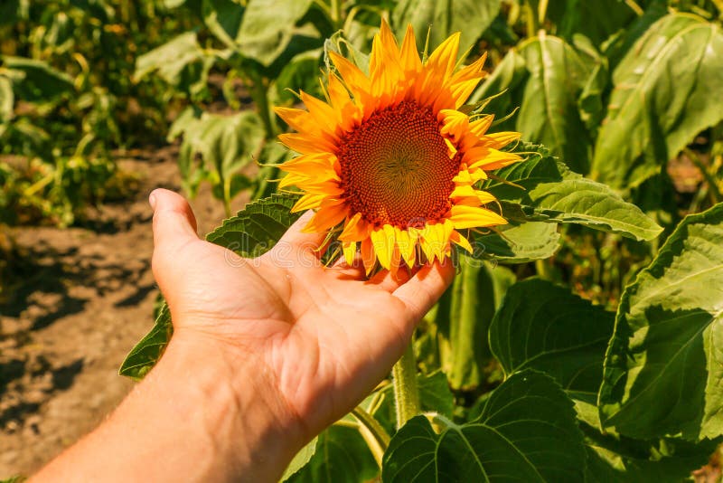Sunflower in the hand stock image. Image of helianthus - 190068913