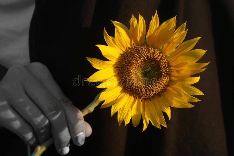 Sunflower in sunlight stock photo. Image of decorative - 101040926