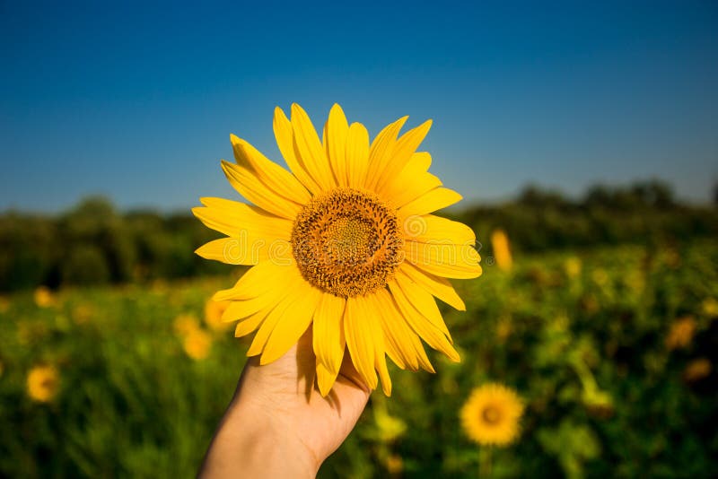 Sunflower in Hand of Young Woman on Blue Sky Stock Image - Image of ...