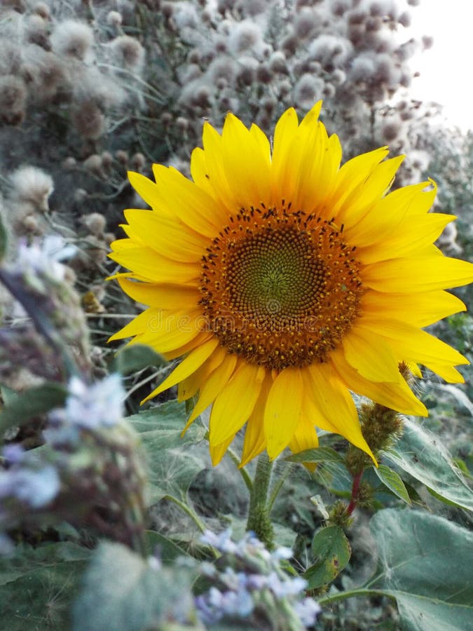 Sunflower. stock image. Image of happy, contrast, sunflower - 156919775