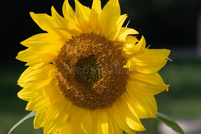 Sunflower head stock photo. Image of inflorescence, horizontal - 166228618