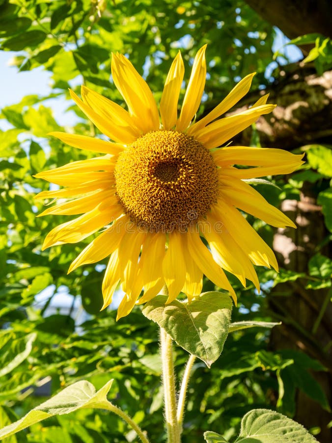 Sunflower Head, Helianthus Annuus Stock Image - Image of flower ...