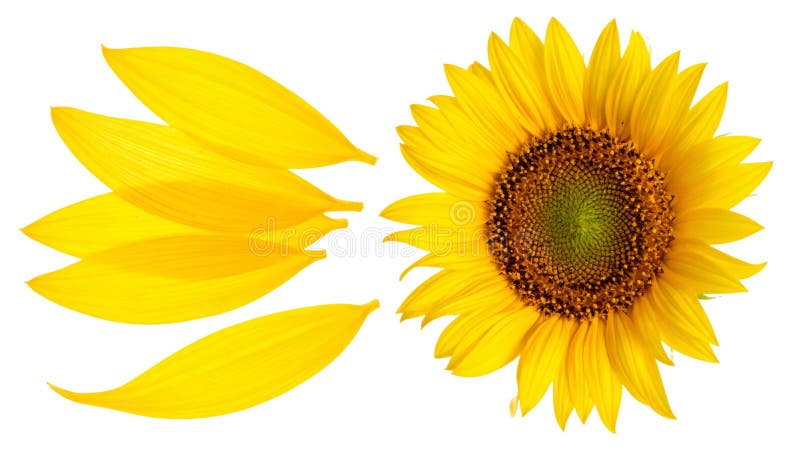Sunflower Head and Petals Isolated on Transparent Background Stock ...