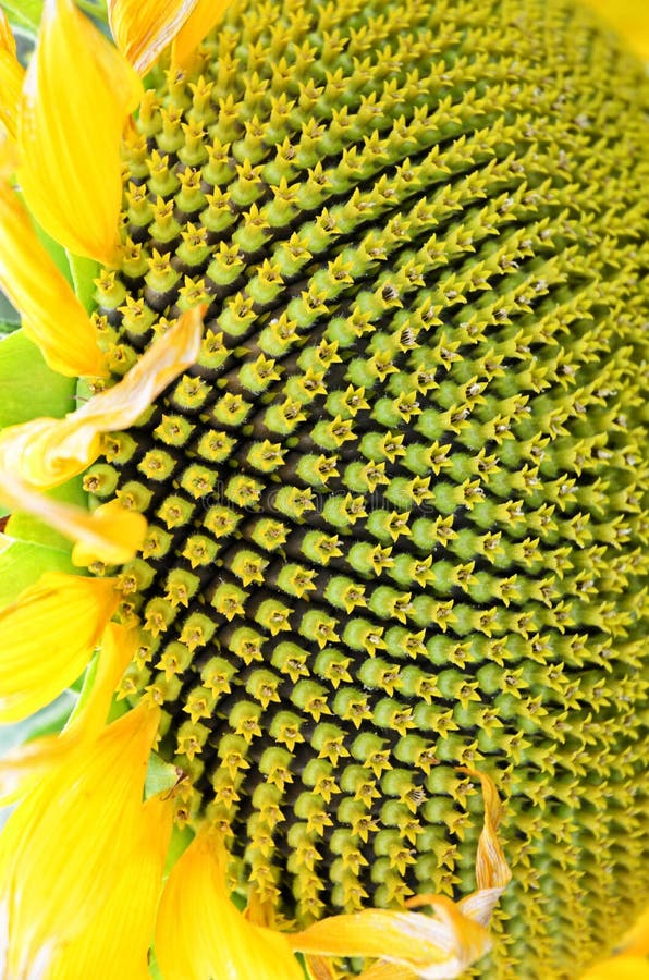 Sunflower head stock photo. Image of food, agronomy, growth - 72526224