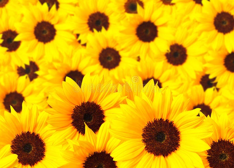 Sunflower heads stock image. Image of beauty, scenics - 24903875
