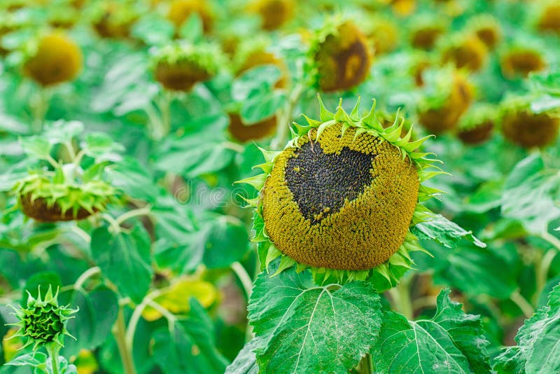 Sunflower with heart shape stock image. Image of bright - 71548817