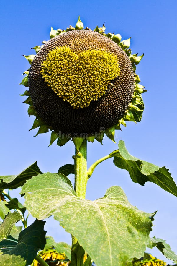 Sunflower hearts. stock photo. Image of love, bloom, flowerer - 28984432