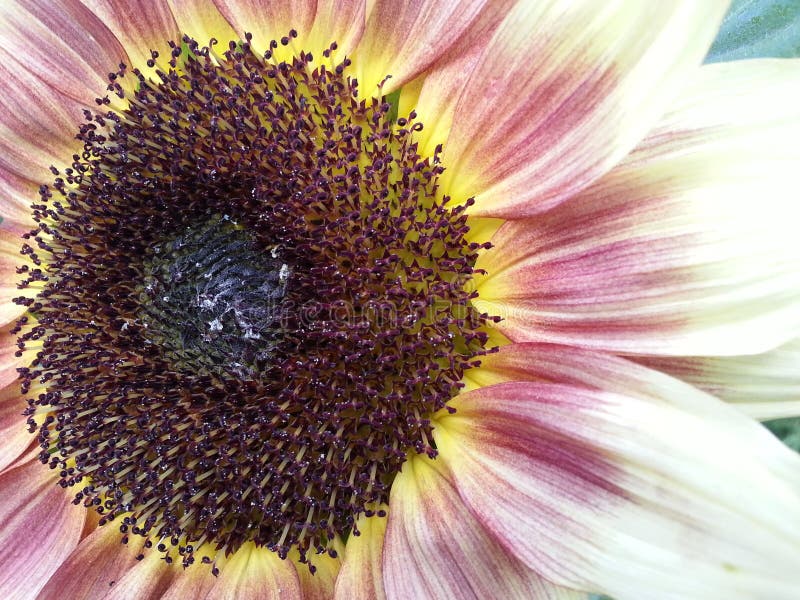 Sunflower Helianthus Annuus - Ruby Eclipse Stock Image - Image of ...