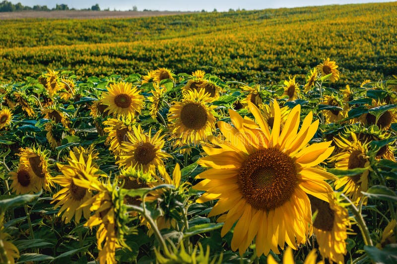 Sunflower on the Hills, Rows of Yellow Small Lower Head Stock Image ...