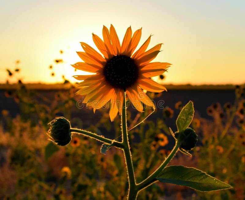 Sunflower stock photo. Image of sunrise, sunflower, flowers - 95813708