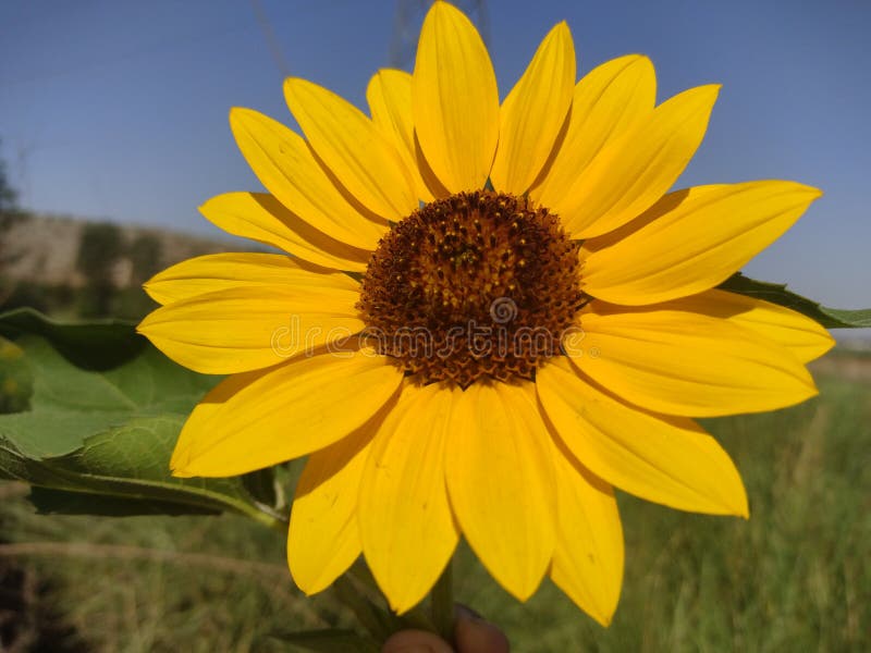 Sunflower in human hand stock image. Image of petal - 220126235