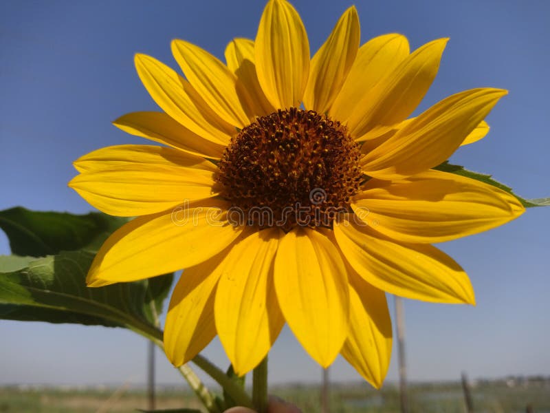 Sunflower in human hand stock photo. Image of prairie - 220126254
