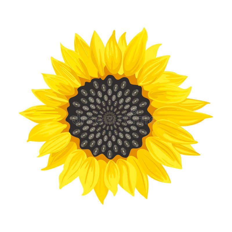 Sunflower Icon Isolated on White. Vector Illustration Stock Vector ...