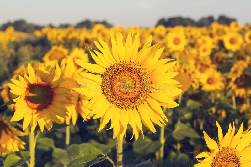 Sunflower Illuminated by the Morning Sun Stock Photo - Image of bright ...