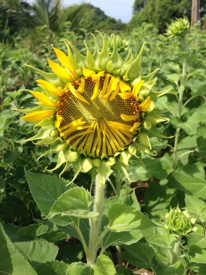 Sunflower stock photo. Image of boom, sunflower, flower - 55812950