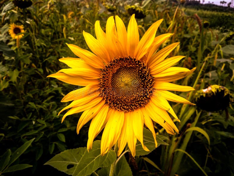Sunflower Indian Photo Graphy Style Stock Photo - Image of style ...