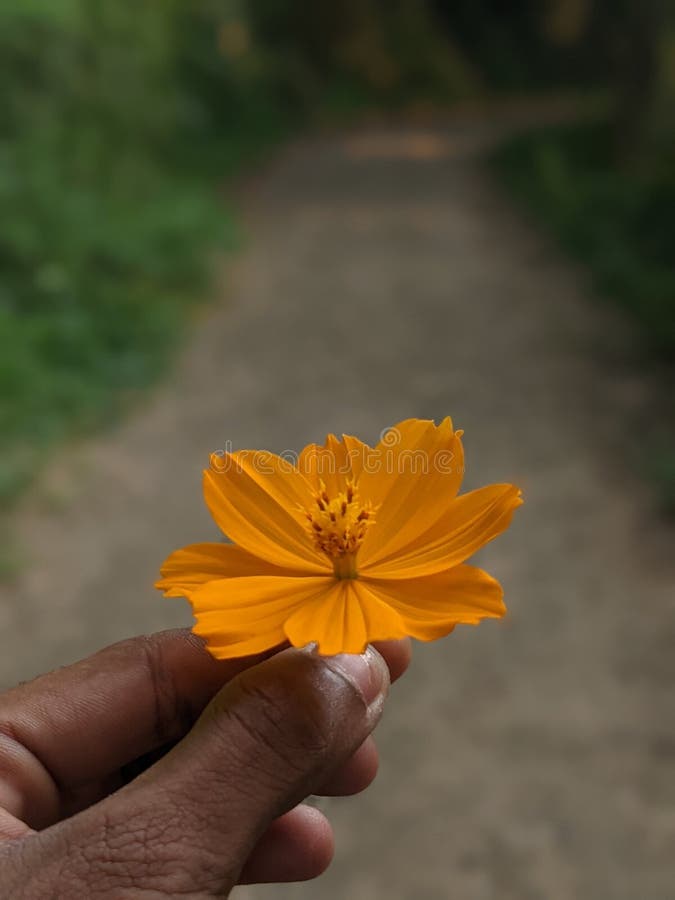 Sunflower on infinity stock photo. Image of green, flower - 263168216