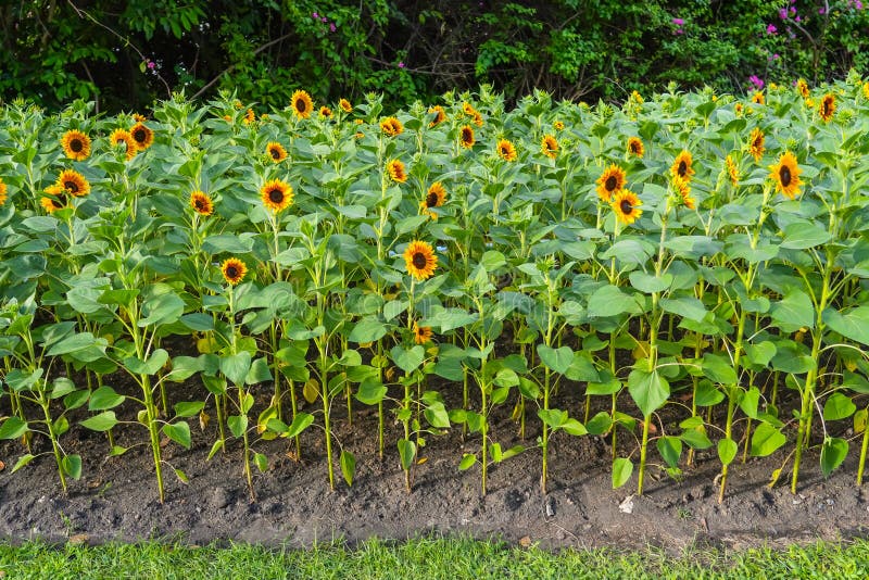 Sunflower Inflorescences in Fields among Green Foliage Stock Image ...