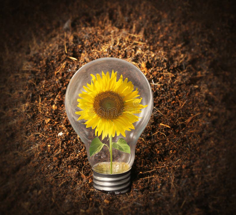 Sunflower inside Bulb stock image. Image of petals, inside - 44517827