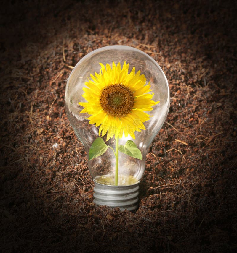 Sunflower inside Bulb stock image. Image of power, bright - 44517909