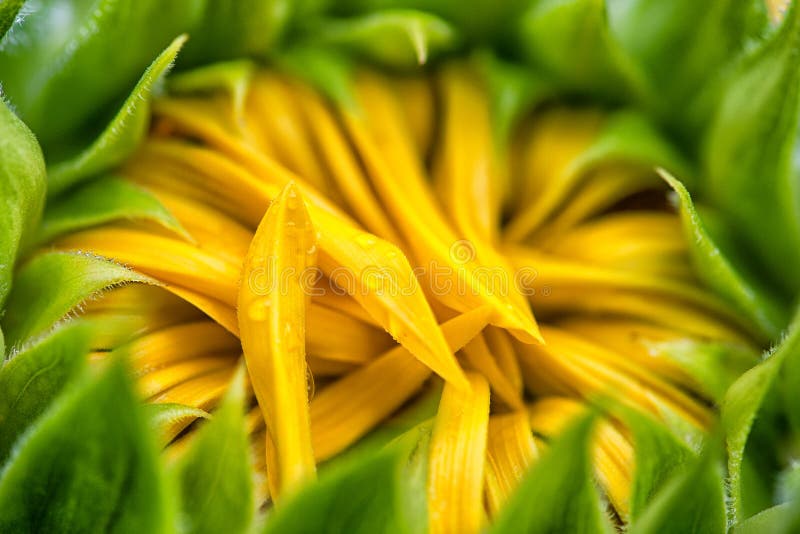 Sunflower stock image. Image of floral, closed, flower - 97069801