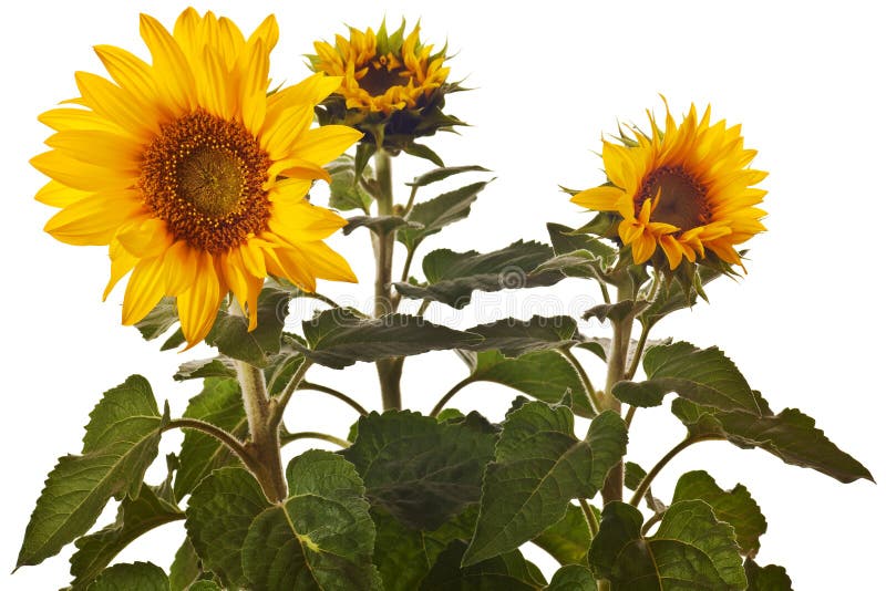 Sunflower isolated stock photo. Image of flora, white - 10011826