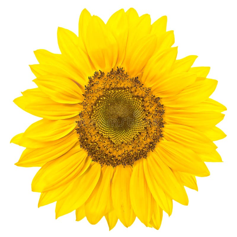 Sunflower Isolated stock image. Image of botany, details - 10470731