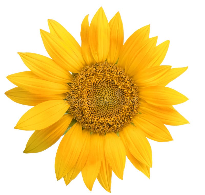 Sunflower isolated stock image. Image of bright, seedling - 10609379