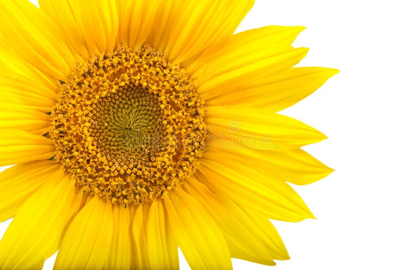 Sunflower isolated stock image. Image of object, clipping - 10663199