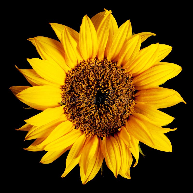 Sunflower isolated stock photo. Image of petals, green - 10457862