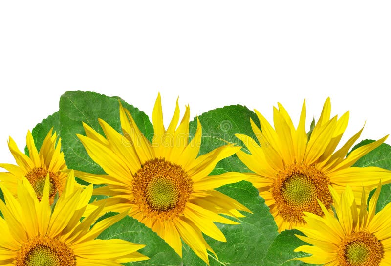 Sunflower isolated stock image. Image of circle, nature - 21318837
