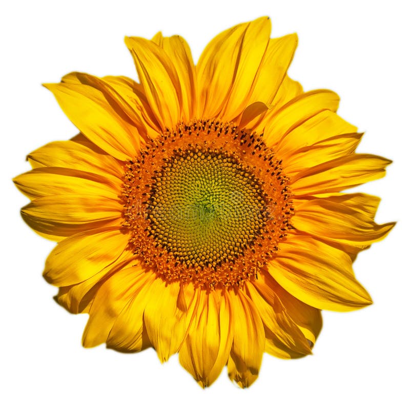 Sunflower isolated stock photo. Image of flower, colors - 24756830