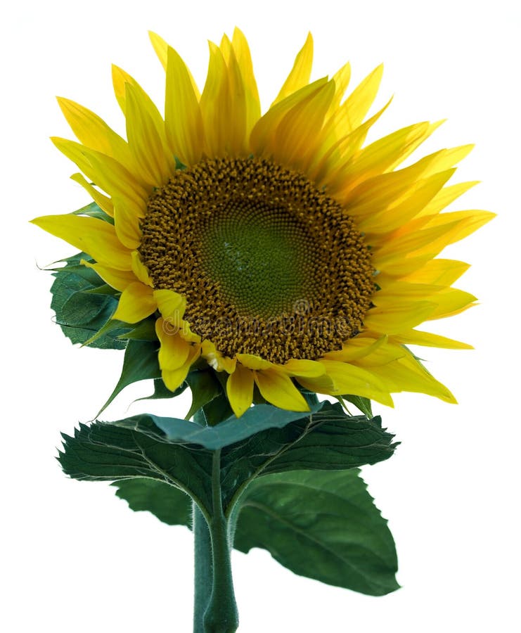 Sunflower isolated stock photo. Image of petals, green - 10457862