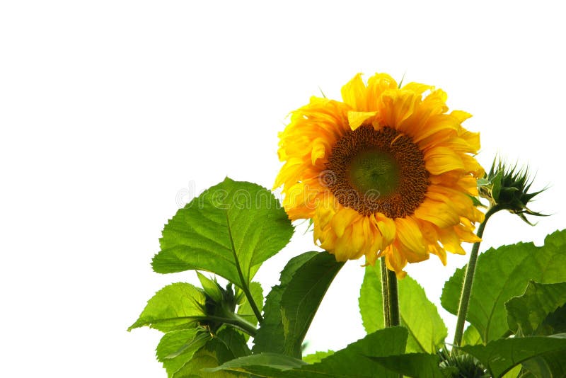 Sunflower isolated stock photo. Image of petal, isolated - 7492052