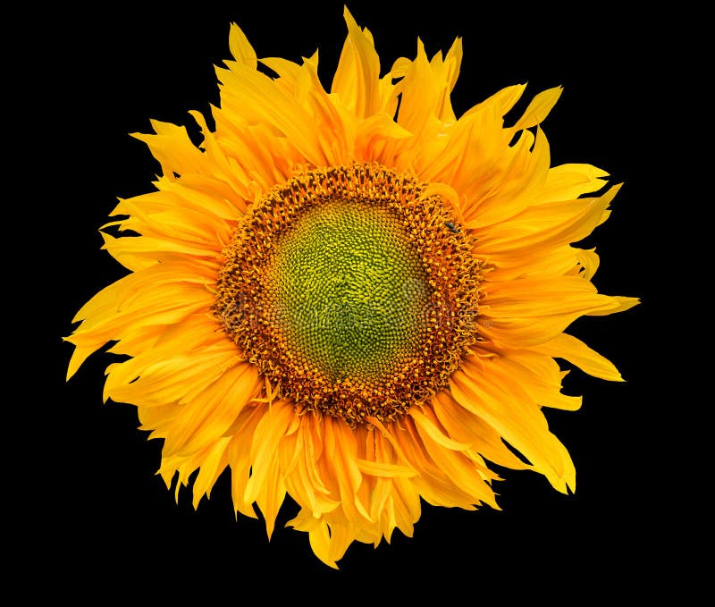 Sunflower On Black Background Stock Photo - Image of background, petals ...