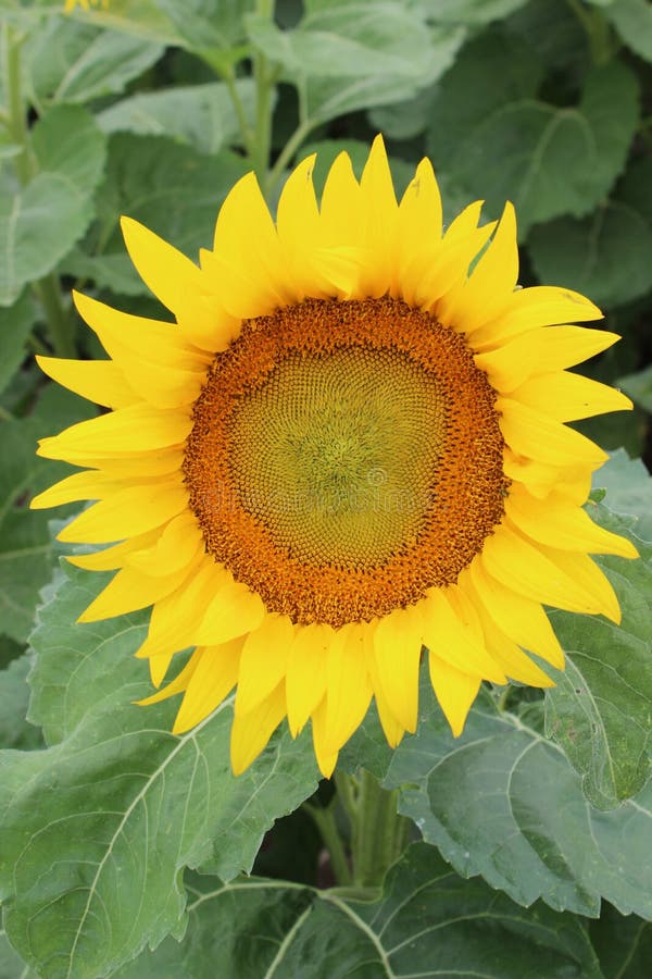 Sunflower stock photo. Image of field, early, flower - 125251680