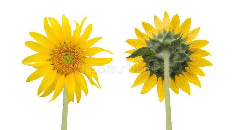 Sunflower Isolated Front and Back Side Stock Image - Image of object ...