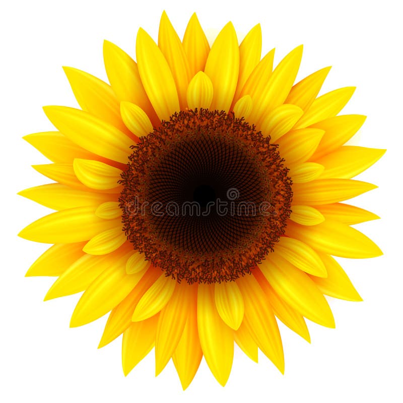 Sunflower flower isolated stock vector. Illustration of closeup - 111244190