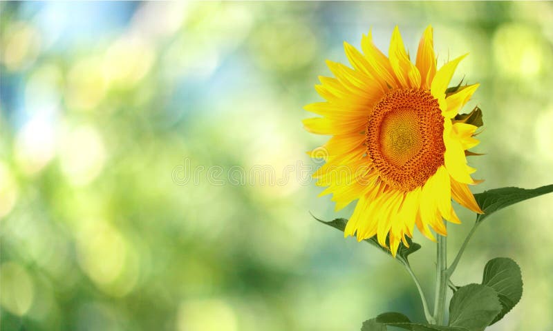 Sunflower, Isolated, Single Flower Stock Image - Image of yellow ...