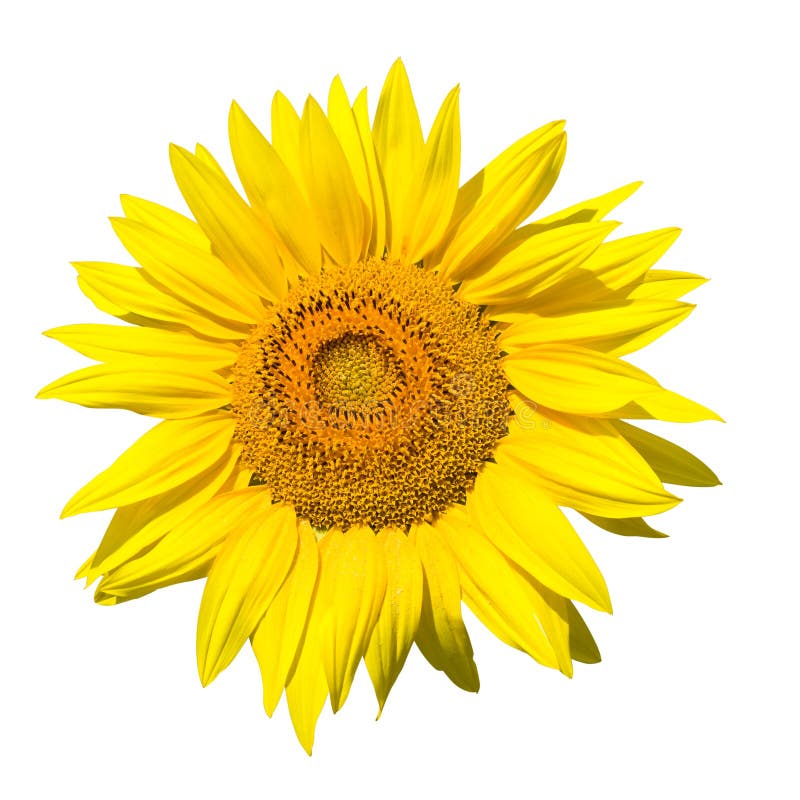 Sunflower Isolated on White Stock Photo - Image of natural, blooming ...
