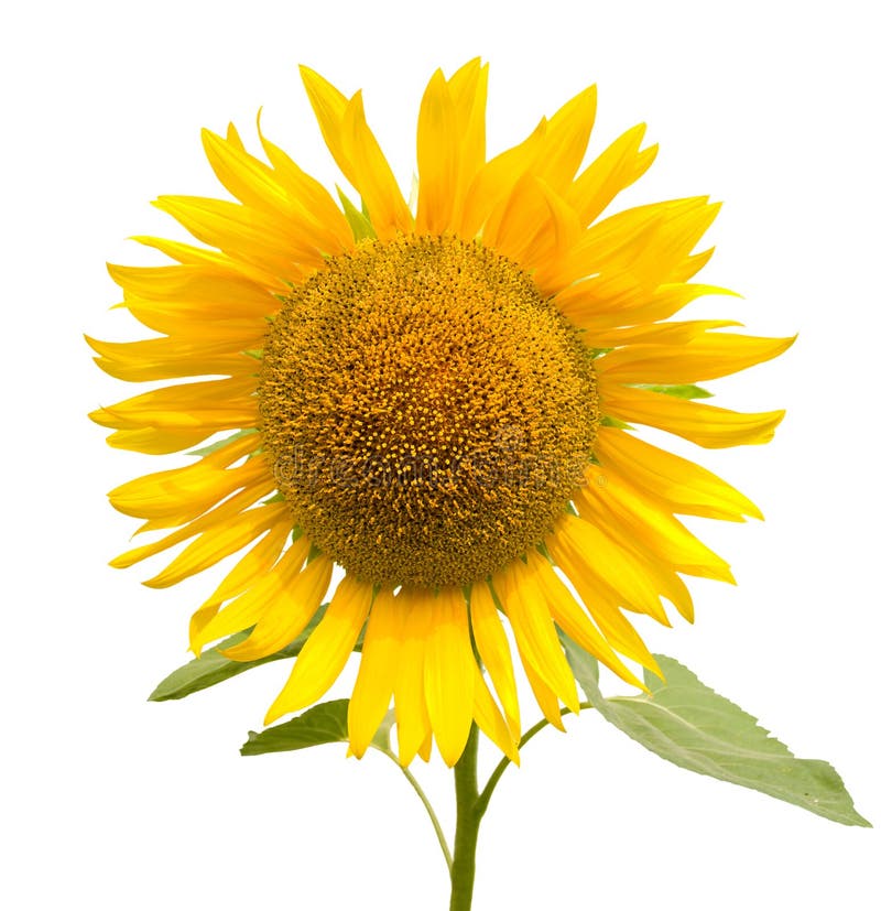 Sunflower, Isolated on White Stock Photo - Image of isolated, beautiful ...