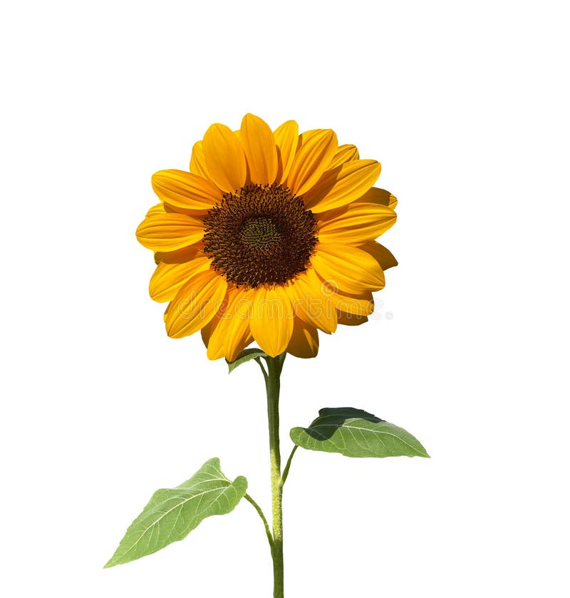 .sunflower Isolated on White Background . Stock Image - Image of ...