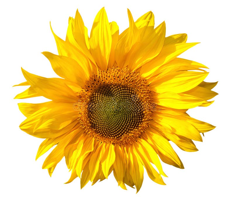 Sunflower Isolated on White Background Stock Image - Image of orange ...