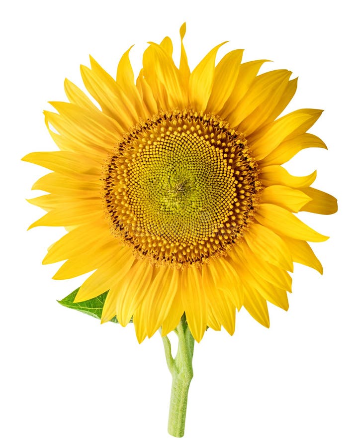 Sunflower Isolated on White Background Stock Photo - Image of green ...