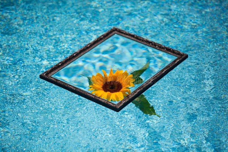 Sunflower Ist Swimming in the Pool Stock Image - Image of holiday ...