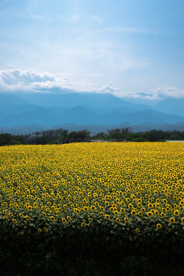 Sunflower in Japan stock image. Image of quality, japanese - 112676715