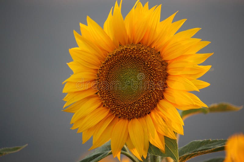 Sunflower stock image. Image of field, flower, pretty - 56912789